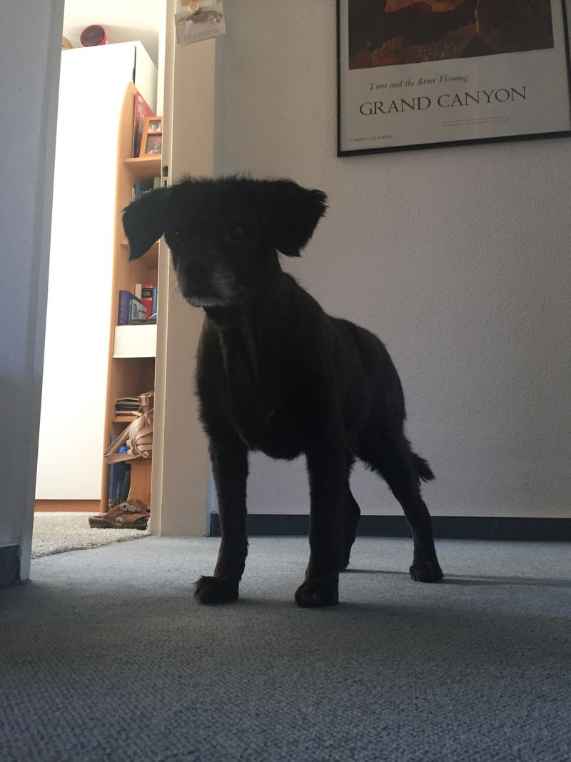 Susi - Nos vemos en el Cielo - - Viel Spaß im Hundehimmel