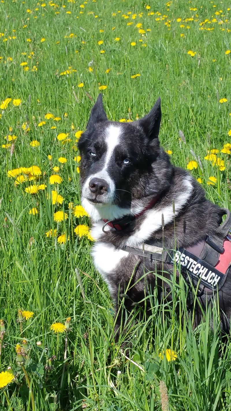 Sam - Geliebte Hunde sterben nicht.Sie legen sich zur Ruh' u.schlafen ...
