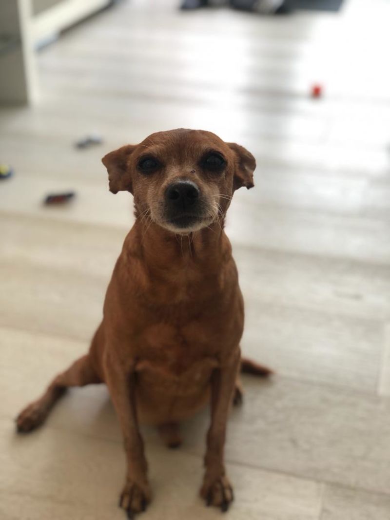 Chico - Du warst der allerbeste Hund den man haben konnte wir vermissen ...