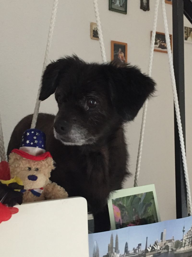 Susi - Nos vemos en el Cielo - - Viel Spaß im Hundehimmel