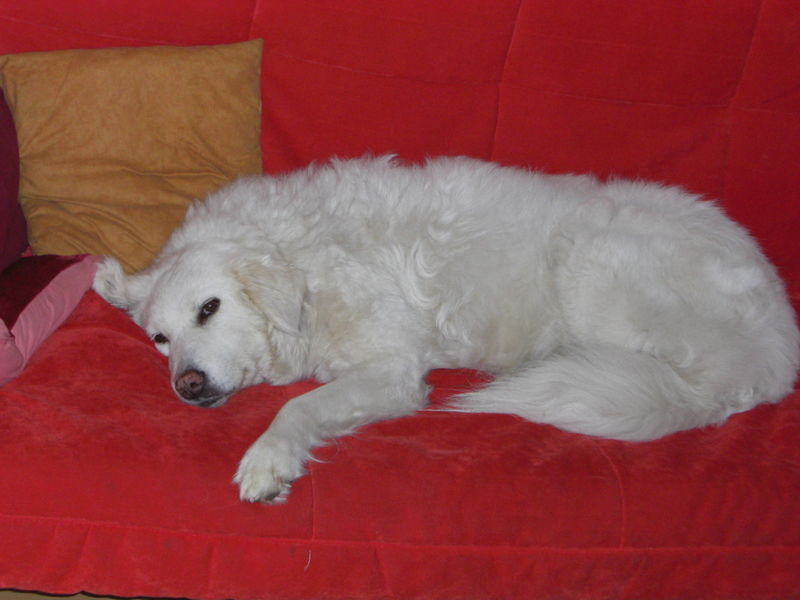 Zeyla - Zeyla, unser Bär