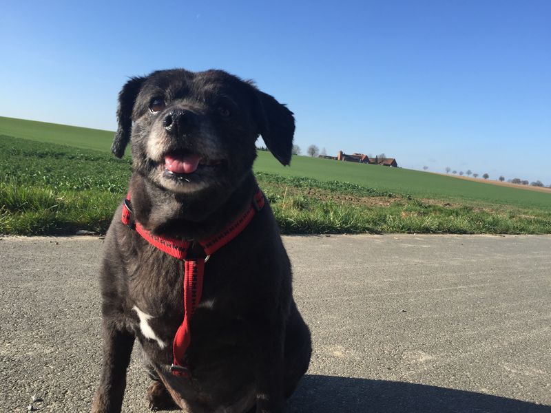 Susi - Nos vemos en el Cielo - - Viel Spaß im Hundehimmel