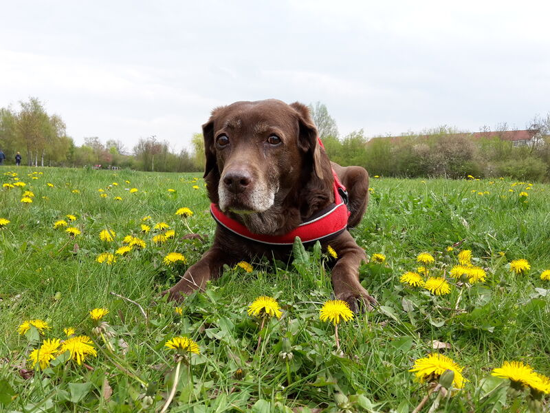 Ehani - Du wirst immer unsere Prinzessin bleiben