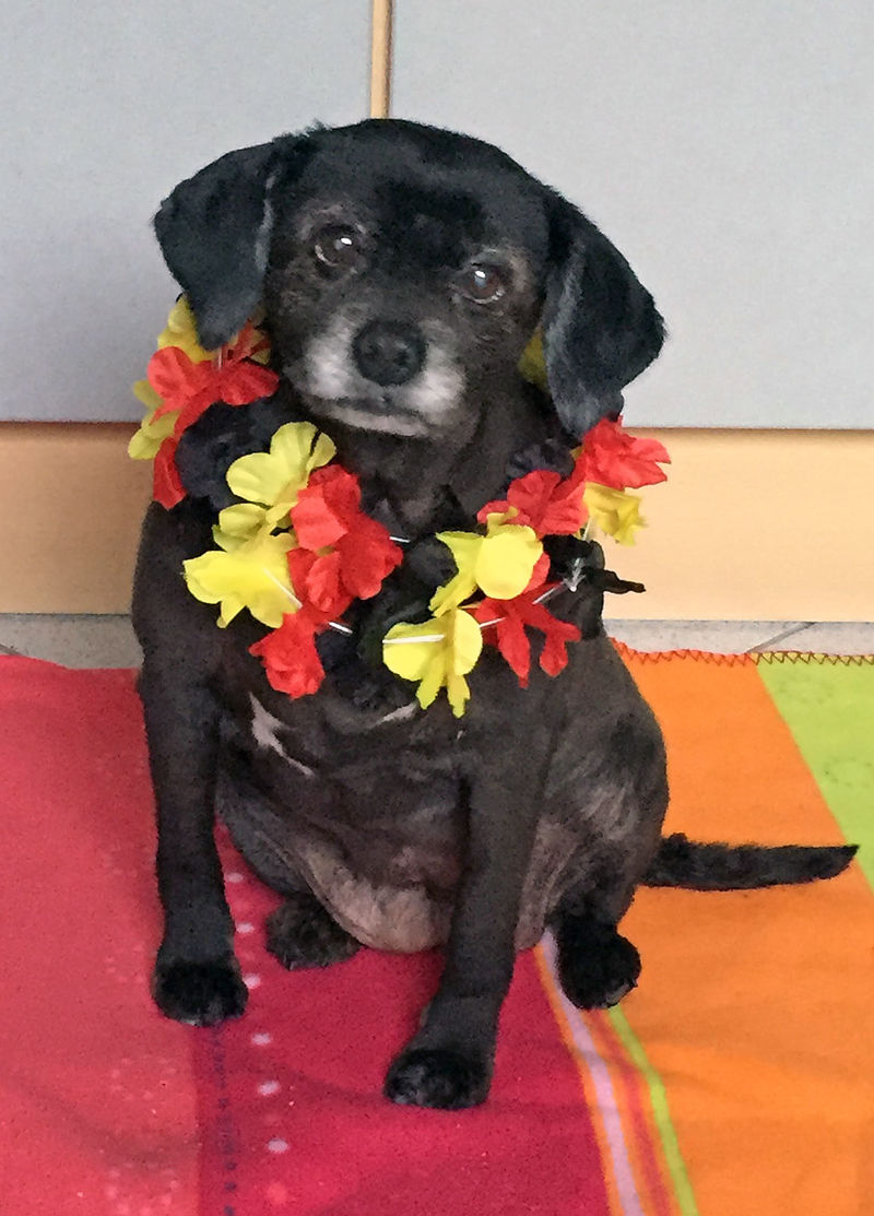 Susi - Nos vemos en el Cielo - - Viel Spaß im Hundehimmel