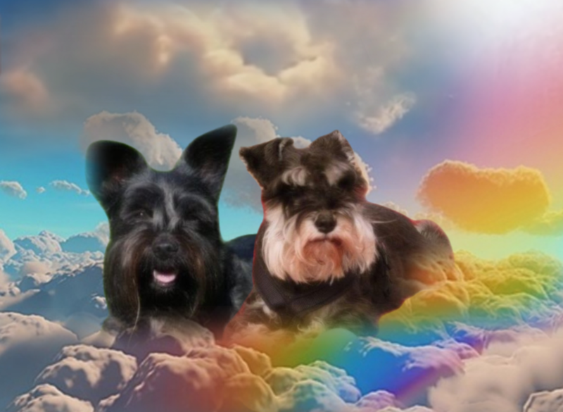 Happy - Du bleibst immer in unseren Herzen